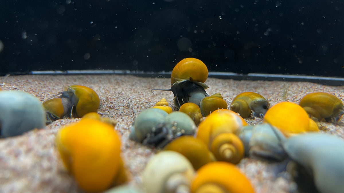 Assorted Mystery Snail (Pomacea bridgesii) – The Waterfront SLC
