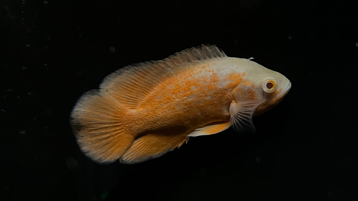 Fire Red Oscar (Astronotus ocellatus) - WYSIWYG – The Waterfront SLC