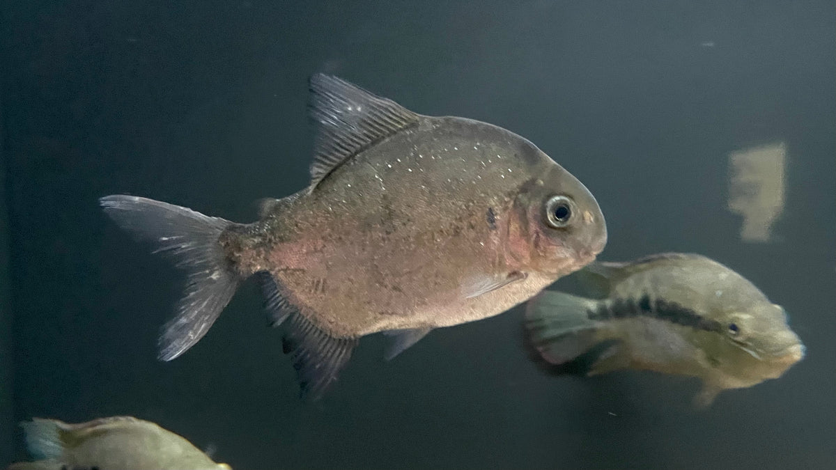 Parrot Pacu (Ossubtus xinguense) - RARE – The Waterfront SLC