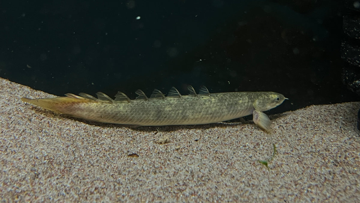 Marble Senegal Bichir (Polypterus senegalus) – The Waterfront SLC