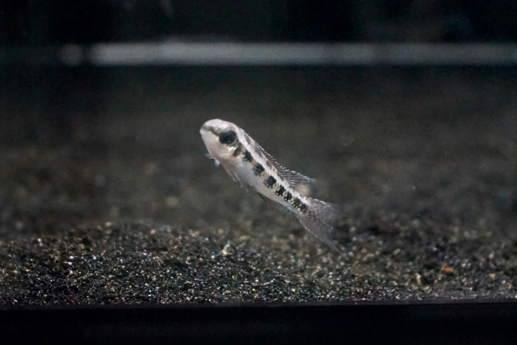 Checkerboard Cichlid (Dicrossus filamentosus) – The Waterfront SLC