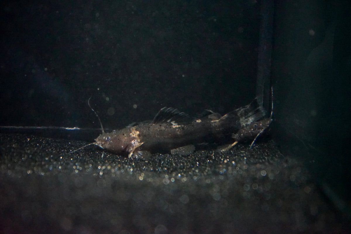 Bumblebee Jelly Catfish (Batrochoglanis raninus) – The Waterfront SLC