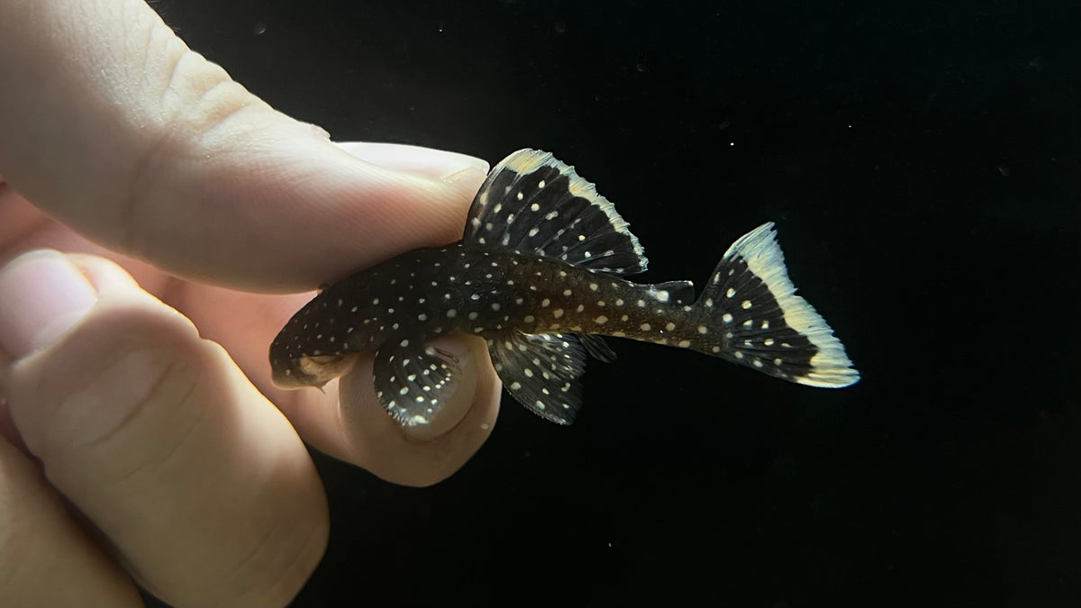 L-81 Fine Spot Gold Nugget Pleco (Baryancistrus xanthellus) - Small ...