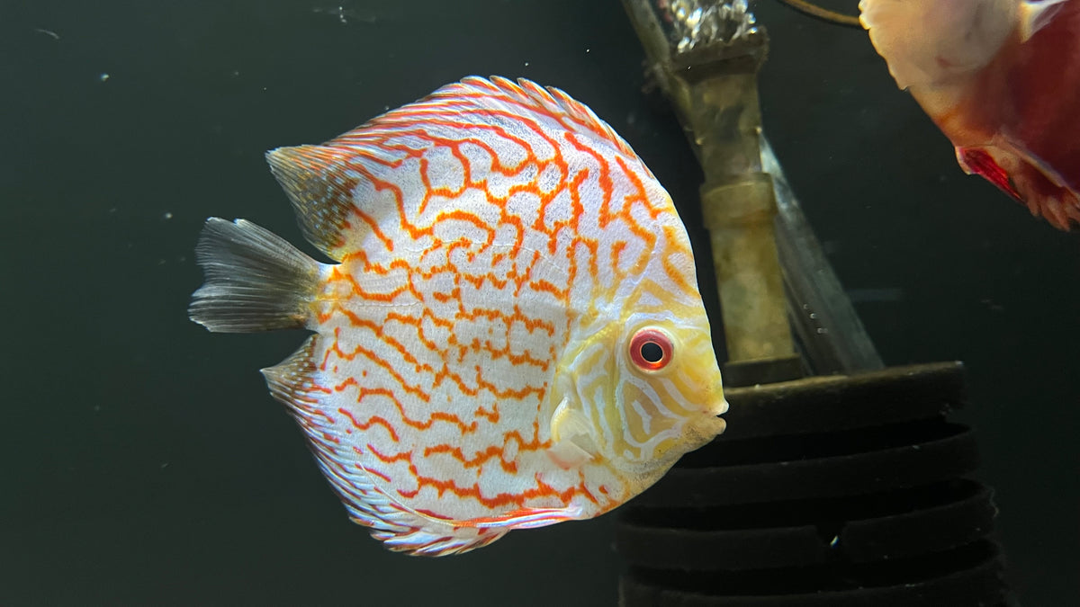 Yellow Checkerboard Discus (Symphysodon sp.) – The Waterfront SLC