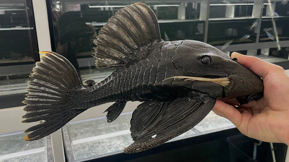 L-191 Dull Eyed Royal Pleco (Panaque cf. nigrolineatus) - JUMBO – The ...