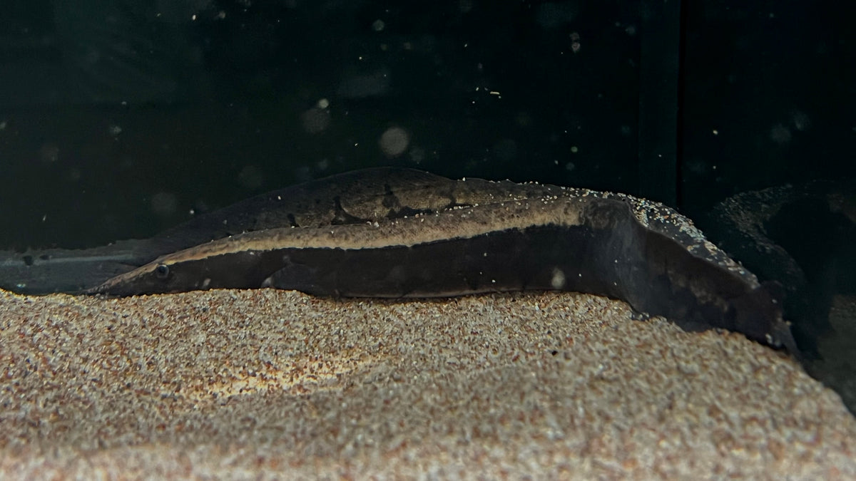 Borneo Python Eel (Macrognathus kris) – The Waterfront SLC