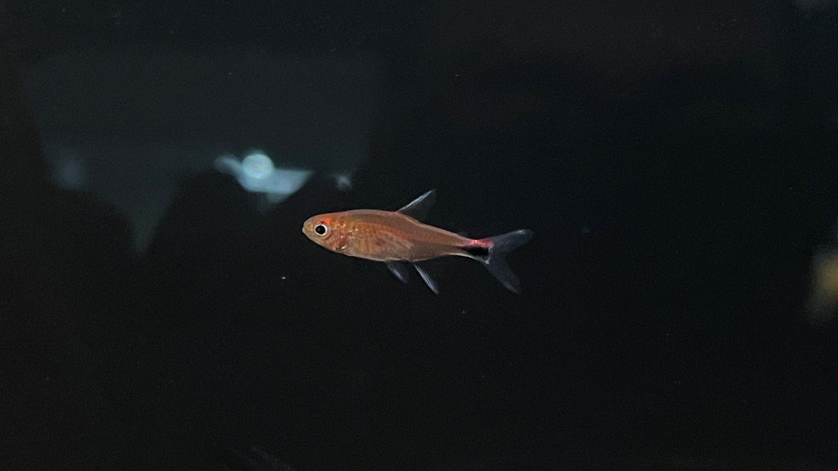 Ruby Tetra (Axelrodia riesei) – The Waterfront SLC