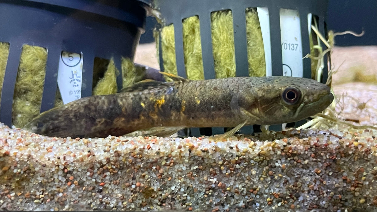 Rainbow Wolf Fish (Erythrinus erythrinus) – The Waterfront SLC