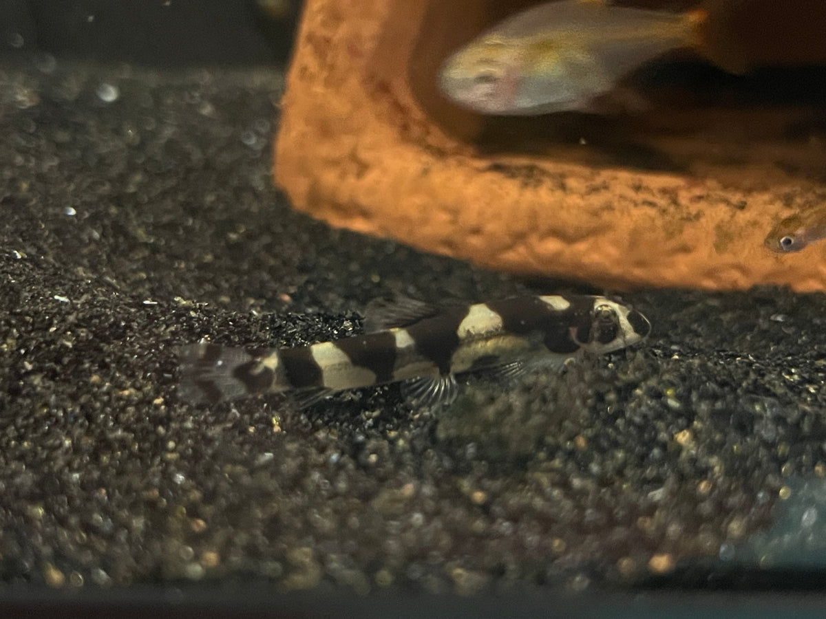 Panda Loach (Yaoshania pachychilus) – The Waterfront SLC