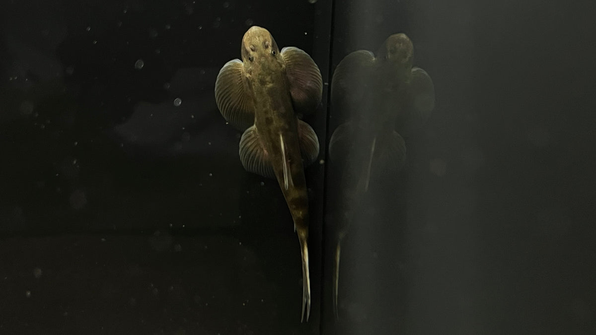 Angel Hillstream Loach (Jinshaia sinensis) - Rare – The Waterfront SLC