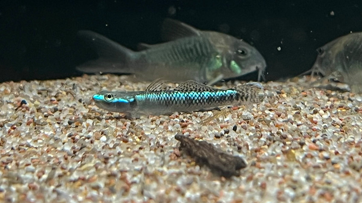 Blue Neon Goby (Stiphodon atropurpureus) – The Waterfront SLC