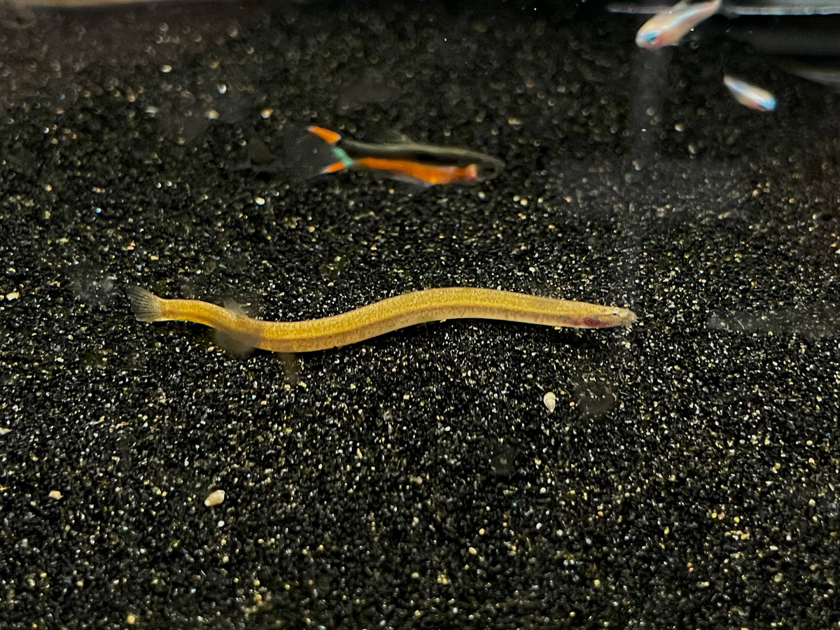 Golden Kuhli Loach (Pangio doriae) – The Waterfront SLC