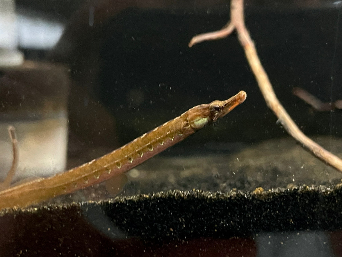 African Freshwater Pipefish (Enneacampus sp.) – The Waterfront SLC