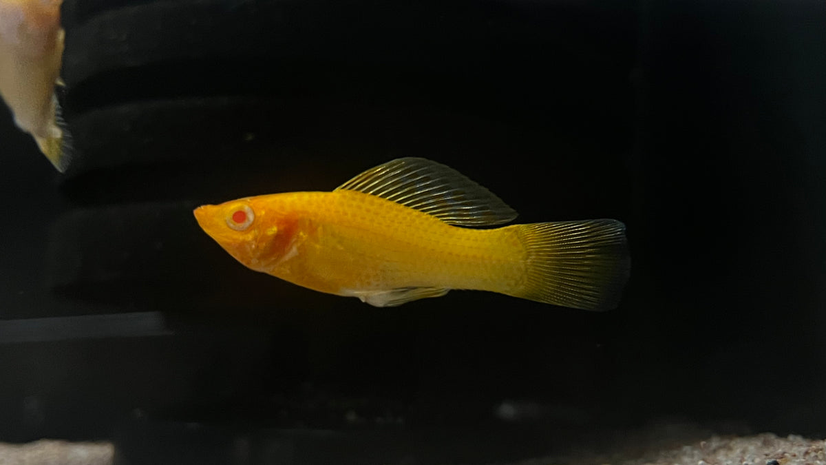 Blood Red Sailfin Molly (Poecilia sp.) – The Waterfront SLC