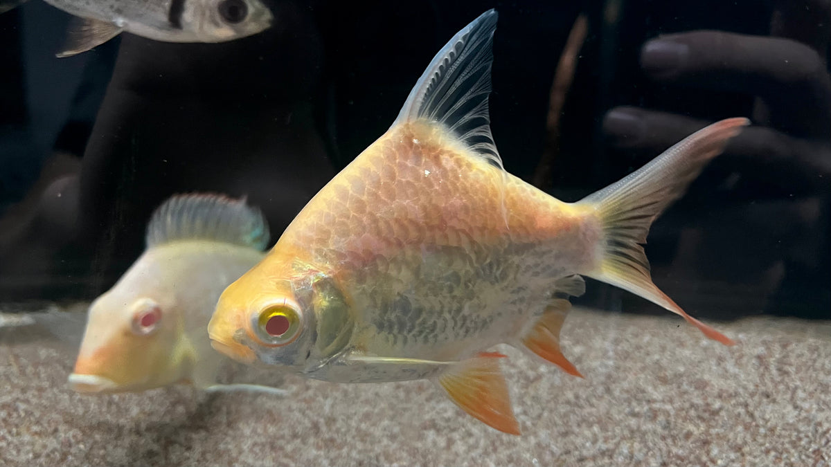 Shortbody Albino Tinfoil Barb (Barbonymus schwanenfeldii) - WYSIWYG ...