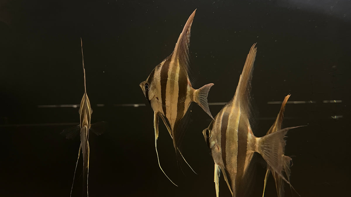 Altum Angelfish "Rio Orinoco" (Pterophyllum altum) - Large – The ...