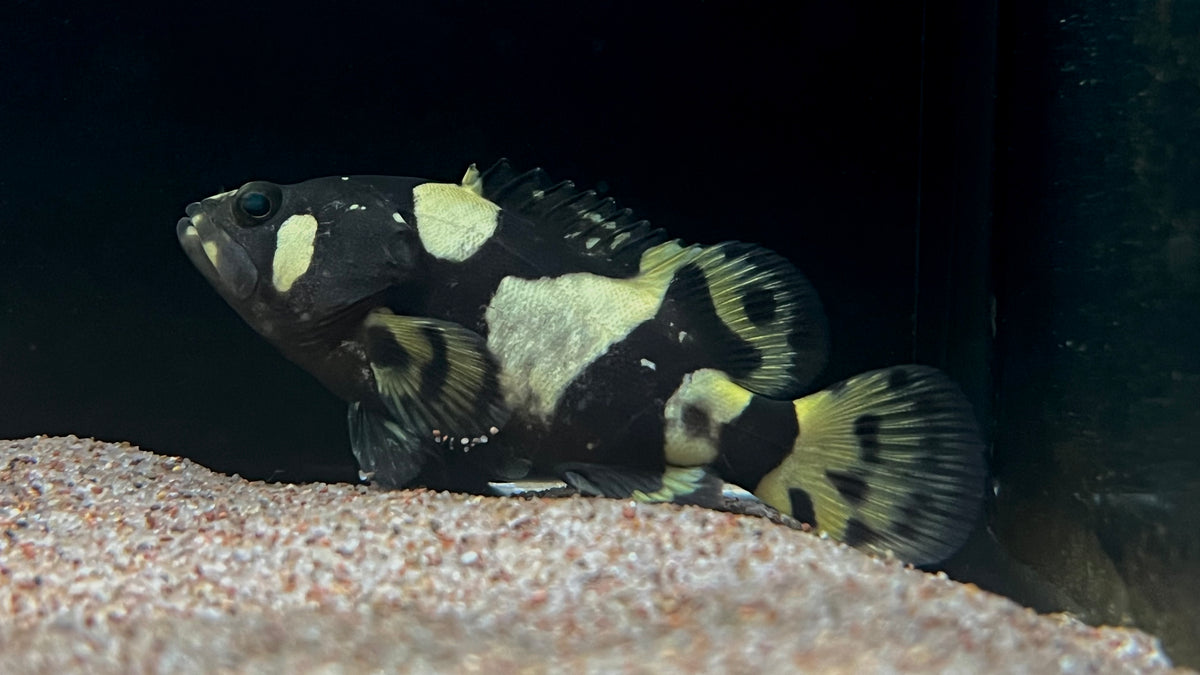 Bumblebee Grouper (Epinephelus Lanceolatus) – The Waterfront SLC