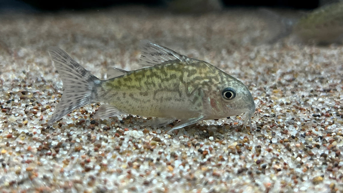 False Network Cory (Corydora sodalis) – The Waterfront SLC