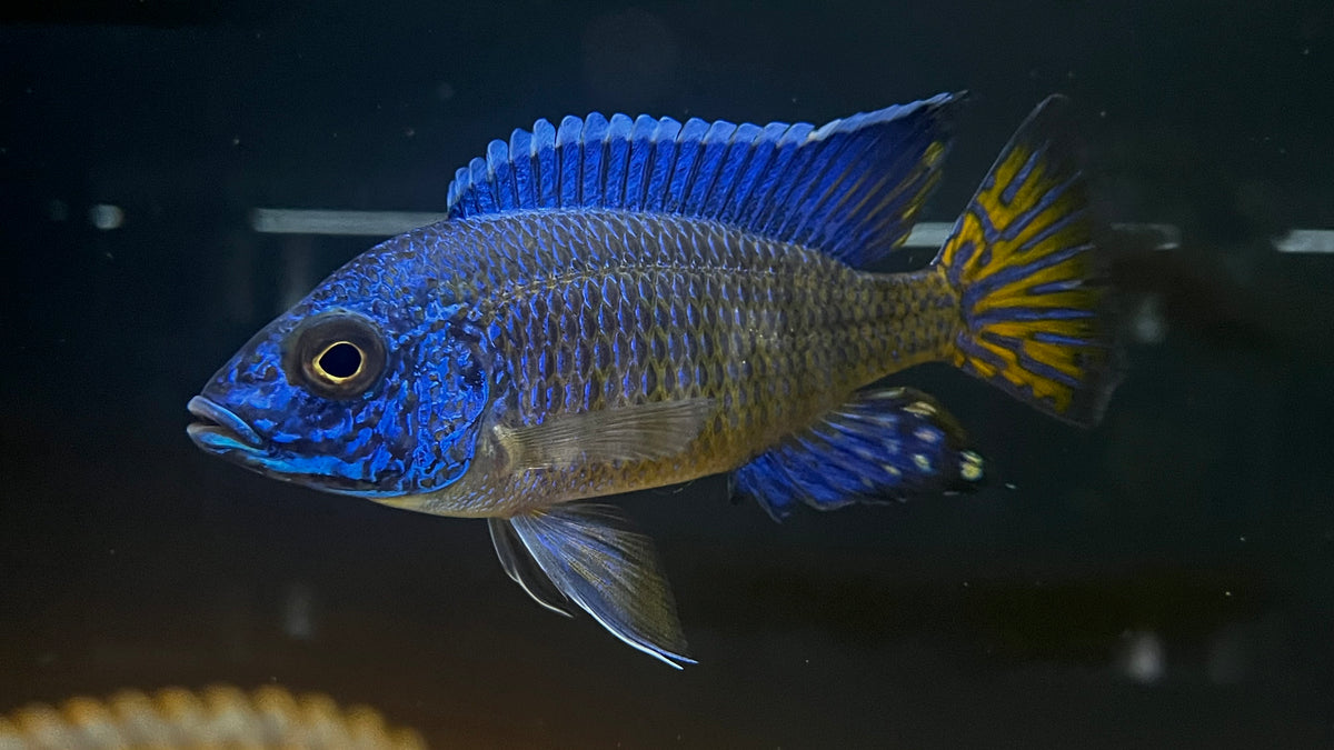 Chilumba Cichlid (Aulonocara stuartgranti "Chilumba") – The Waterfront SLC