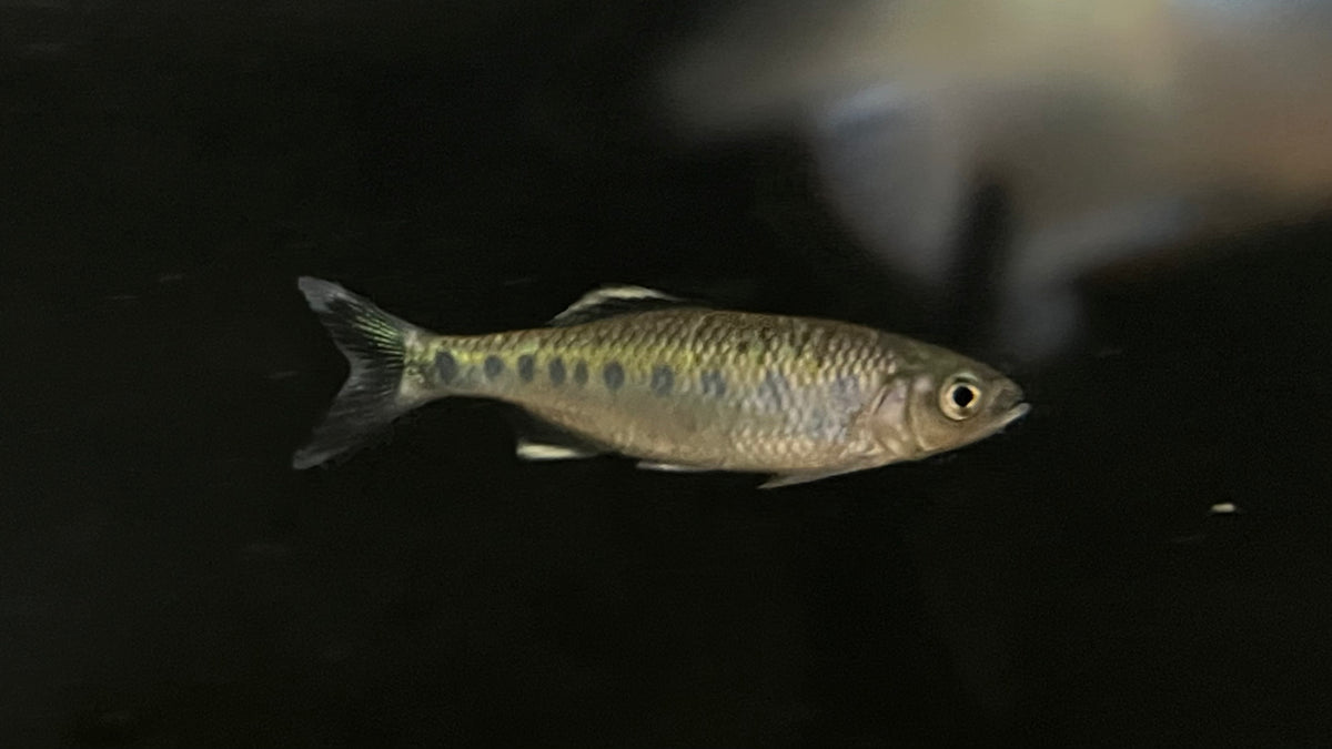 Hill Trout (Barilius canarensis) – The Waterfront SLC