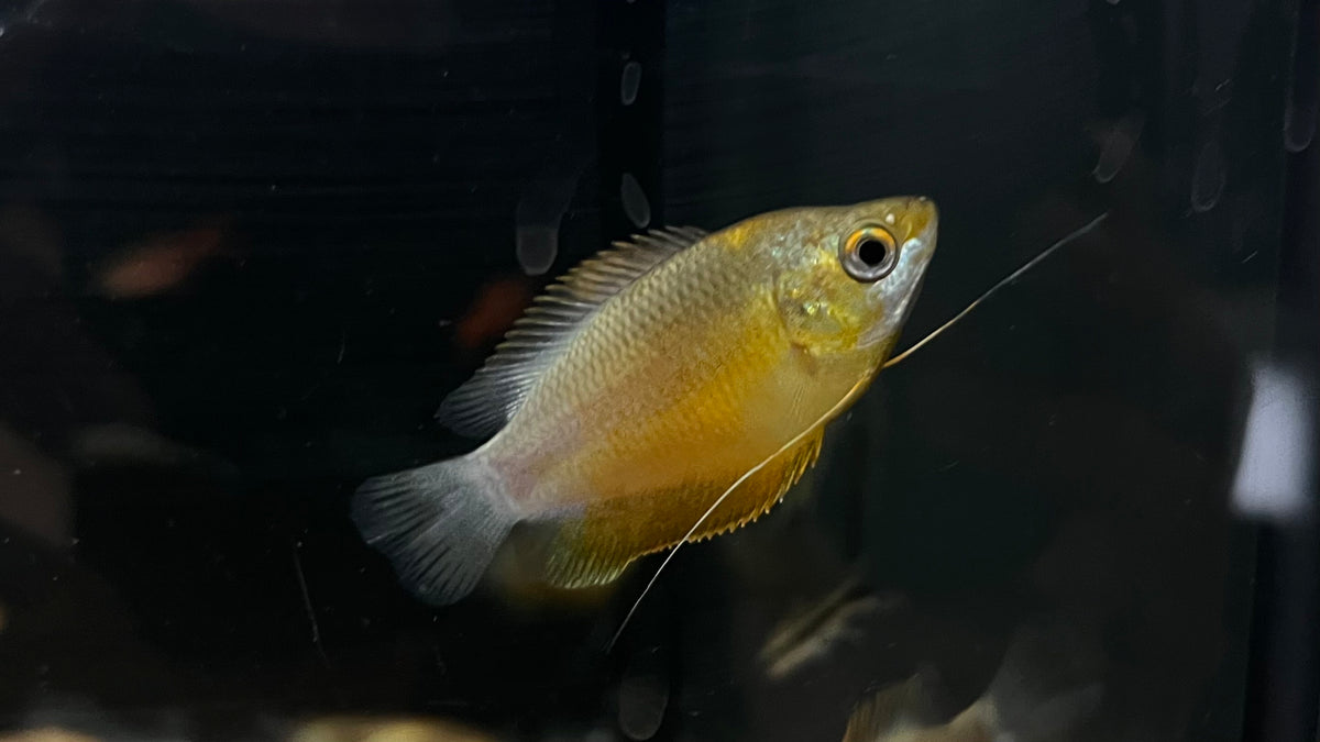 Red Thicklip Gourami (Trichogaster labiosa) – The Waterfront SLC