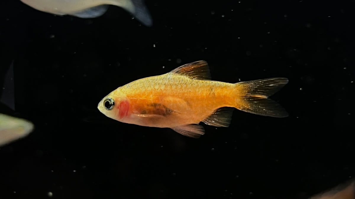 Rosy Red Glass Barb (Pethia conchonius) – The Waterfront SLC