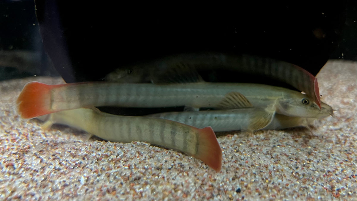 Redtail Zebra Loach (Homatula variegata) – The Waterfront SLC
