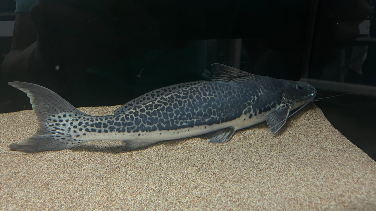 Vulture Catfish (Calophysus macropterus) - Jumbo (Cargo ONLY) – The ...