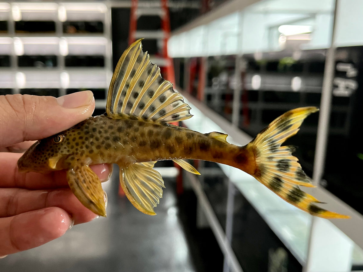 L-75 Para Pleco (Peckoltia sabaji) – The Waterfront SLC