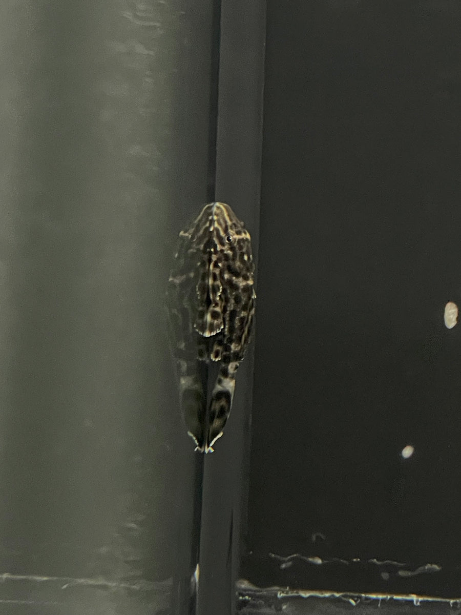 Imperial Ranger Pleco (Pterygoplichthys punctatus) – The Waterfront SLC