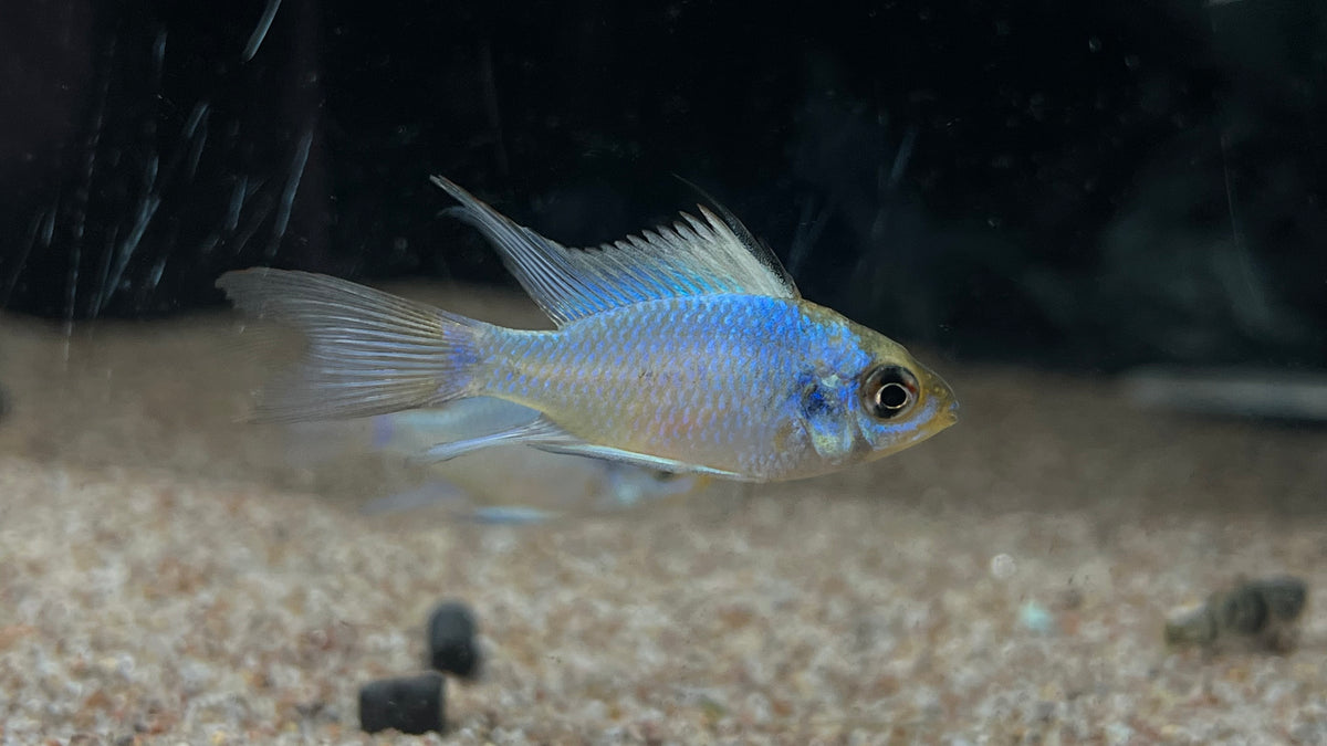 Longfin Electric Blue Ram (Mikrogeophagus ramirezi) – The Waterfront SLC