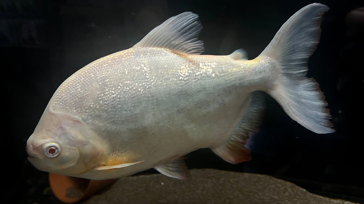 Albino Pacu (Piaractus brachypomus) - WYSIWYG – The Waterfront SLC