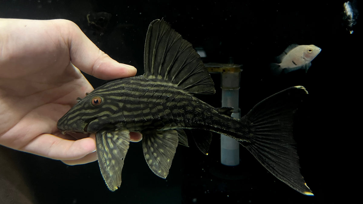 L-330 Watermelon Pleco (Panaque sp.) - WYSIWYG – The Waterfront SLC
