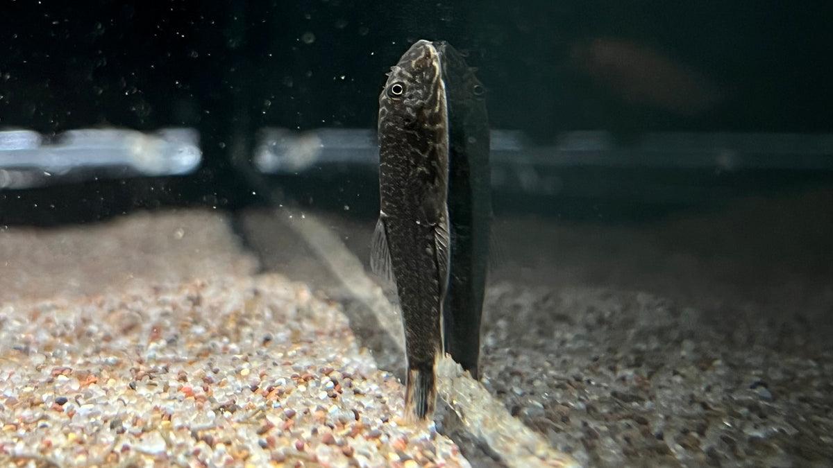 Blue Tail Borneo Hillstream Loach (Gastromyzon ornaticauda) – The ...