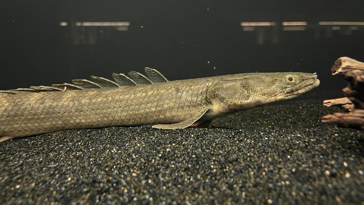 Lapradei Bichir (Polypterus lapradei) - Jumbo. – The Waterfront SLC