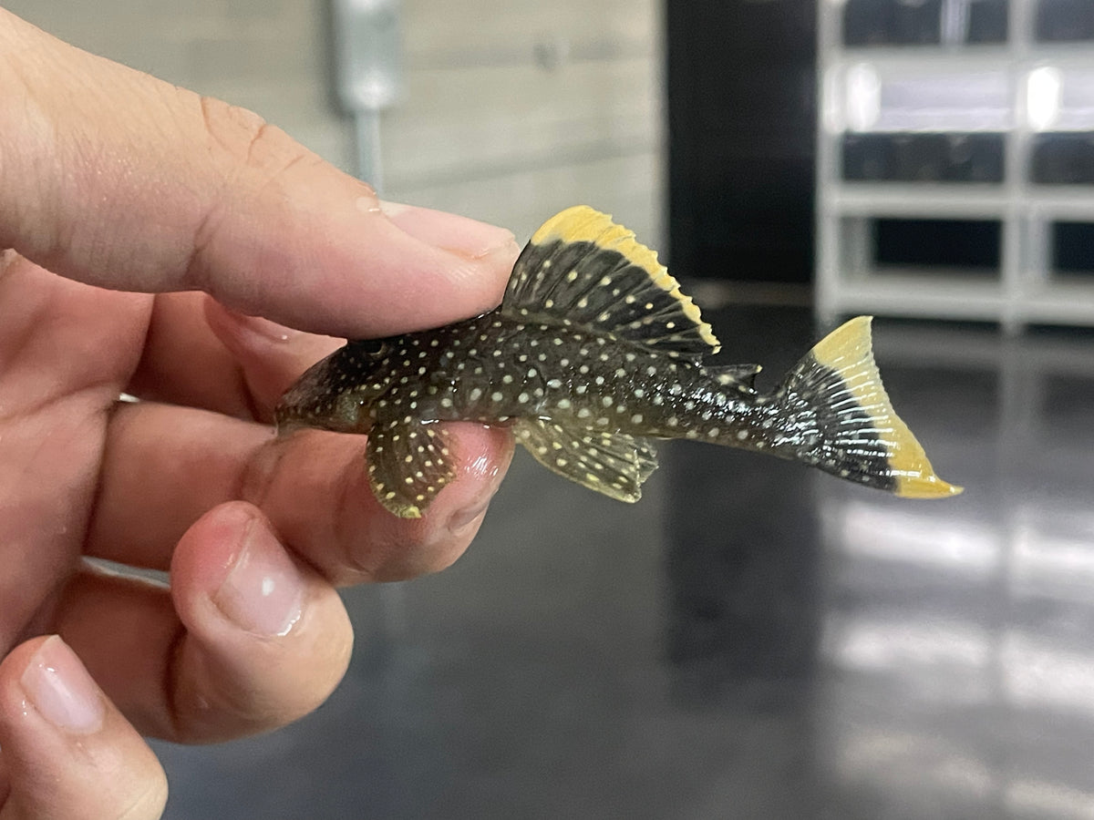 L-81 Fine Spot Gold Nugget Pleco (Baryancistrus xanthellus) - Medium ...
