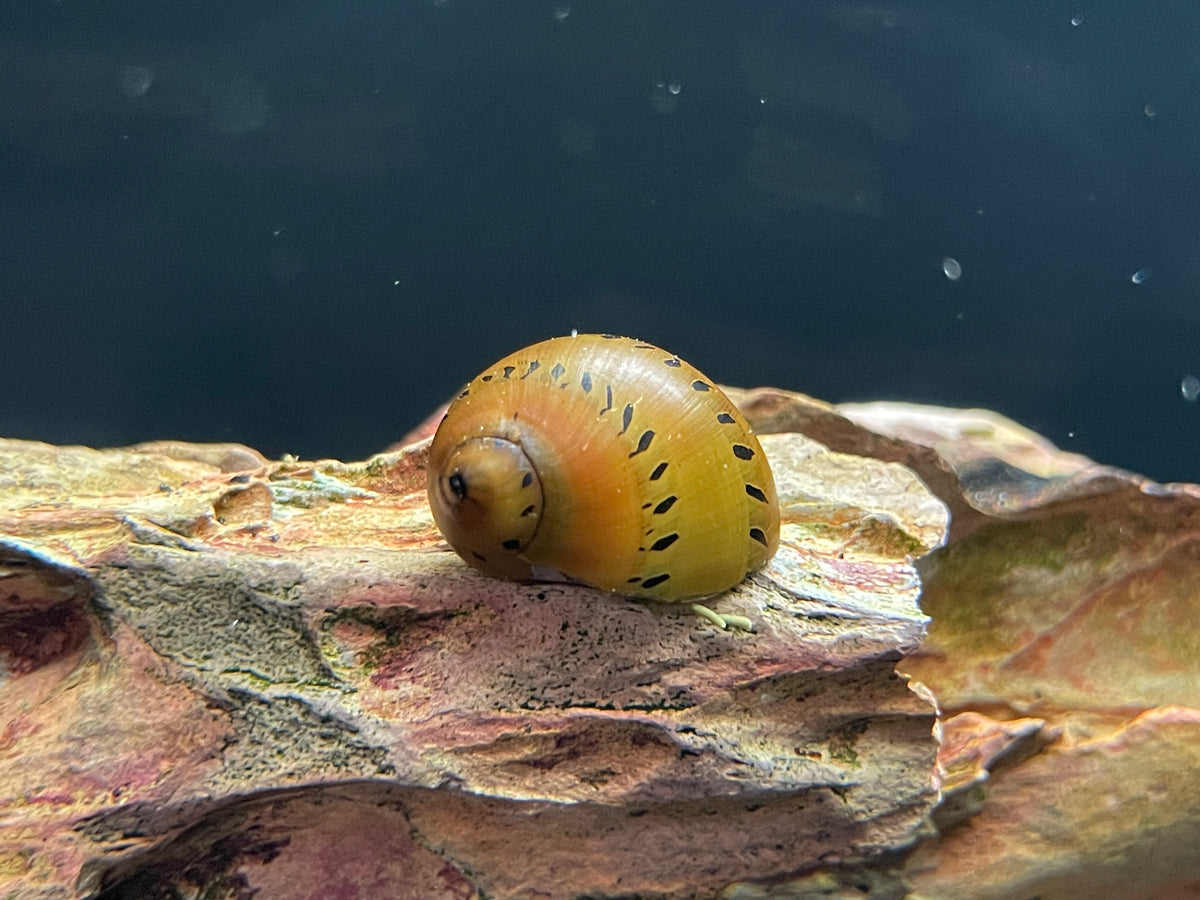 Tiger Nerite Snail (Neritina Semiconica) – The Waterfront SLC