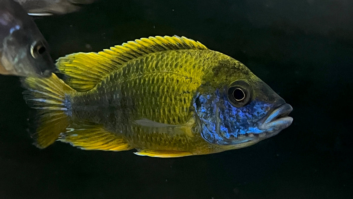 Lwanda Lemon Hybrid Peacock (Aulonocara sp.) – The Waterfront SLC