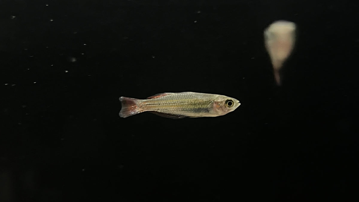Deepwater Creek Rainbowfish (Melanotaenia splendida) - Juvenile – The ...