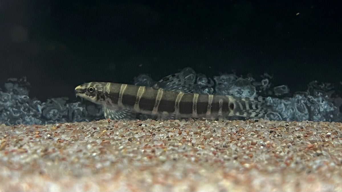 Serpent Loach / Botia (Serpenticobitis octozona) – The Waterfront SLC