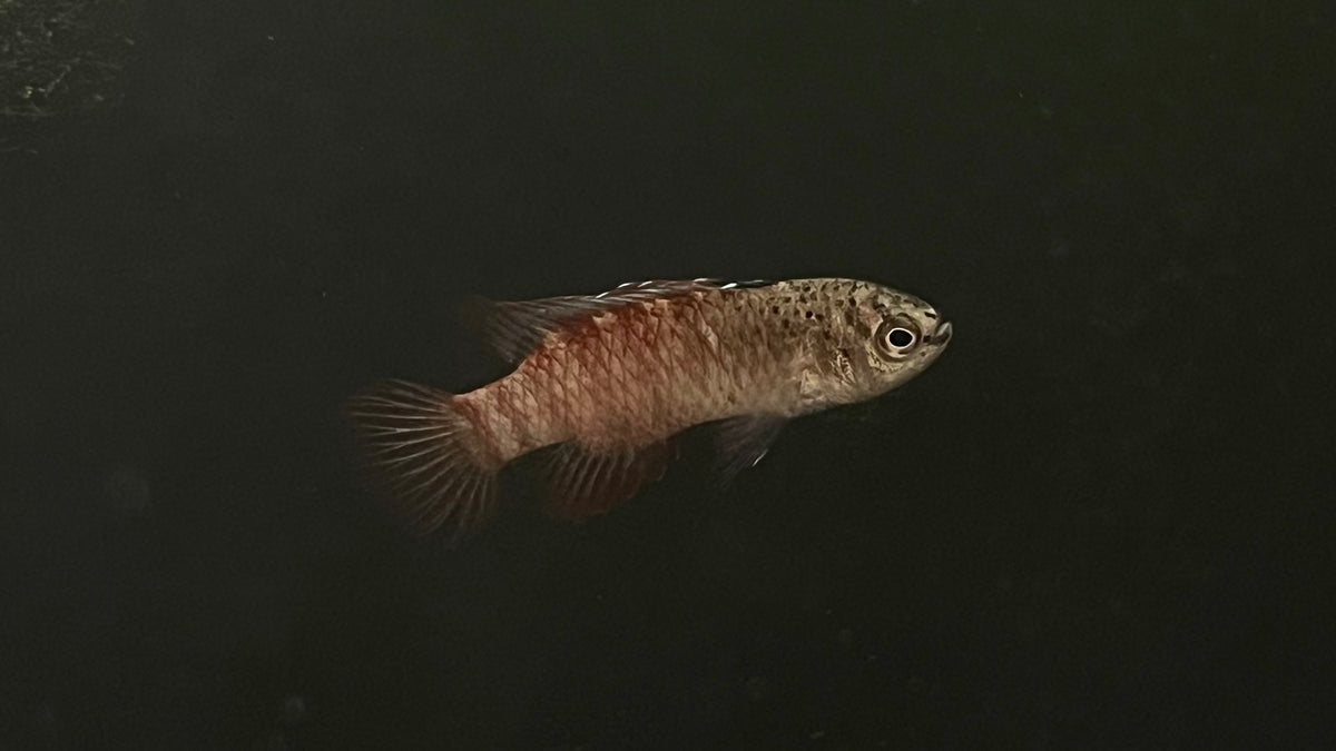 Black Tiger Badis (Dario tigrid) – The Waterfront SLC