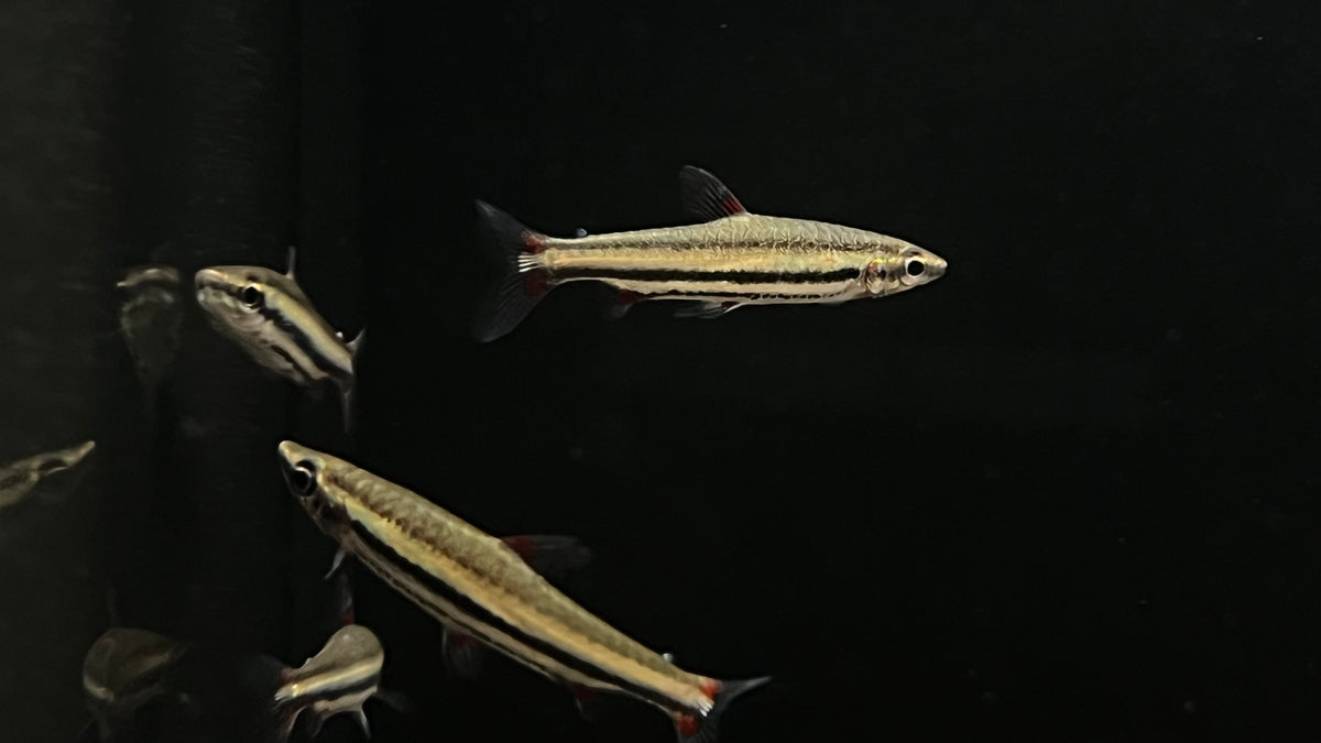 Three Stripe Pencilfish (Nannostomus trifasciatus) – The Waterfront SLC