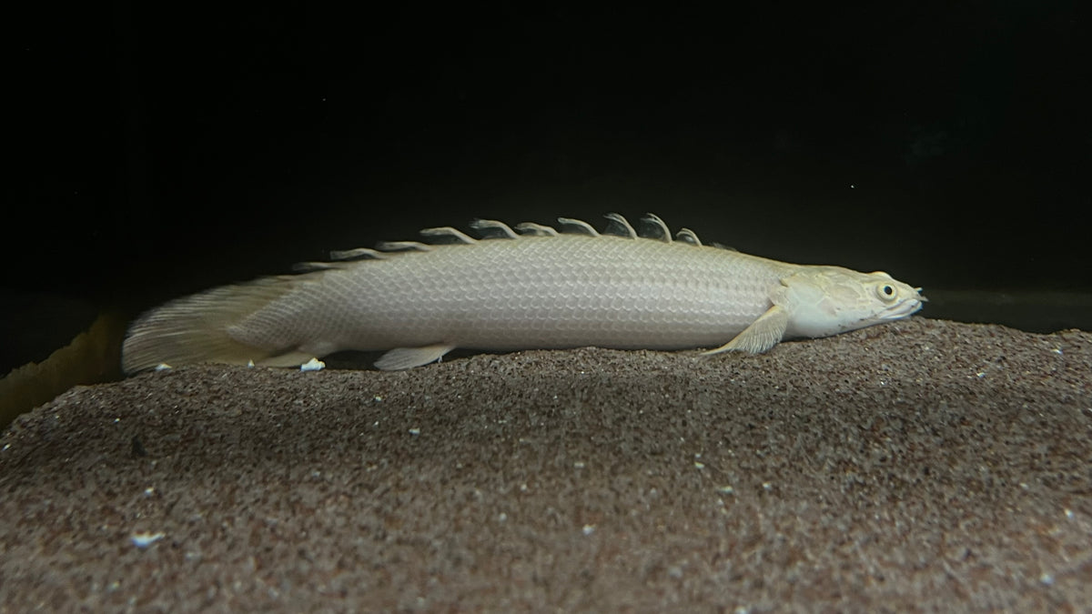 Platinum Endlicheri Bichir (Polypterus Endlicheri) - Large RARE – The ...
