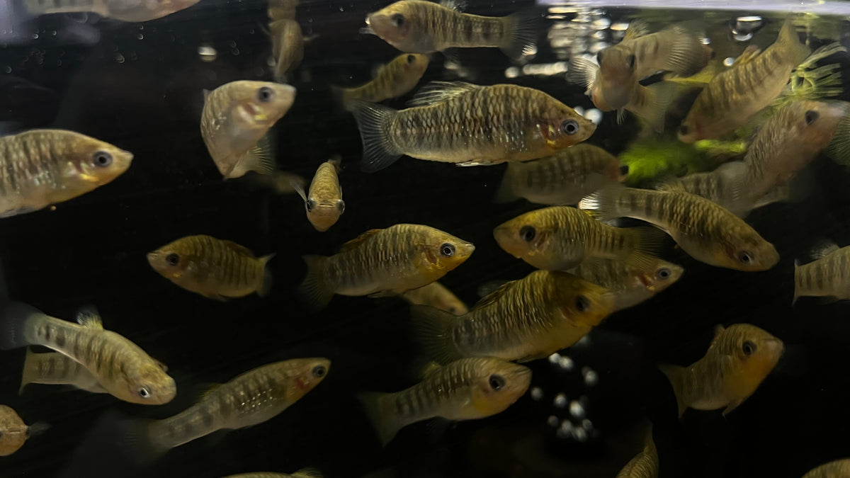 Humpback Limia (Limia nigrofasciata) – The Waterfront SLC