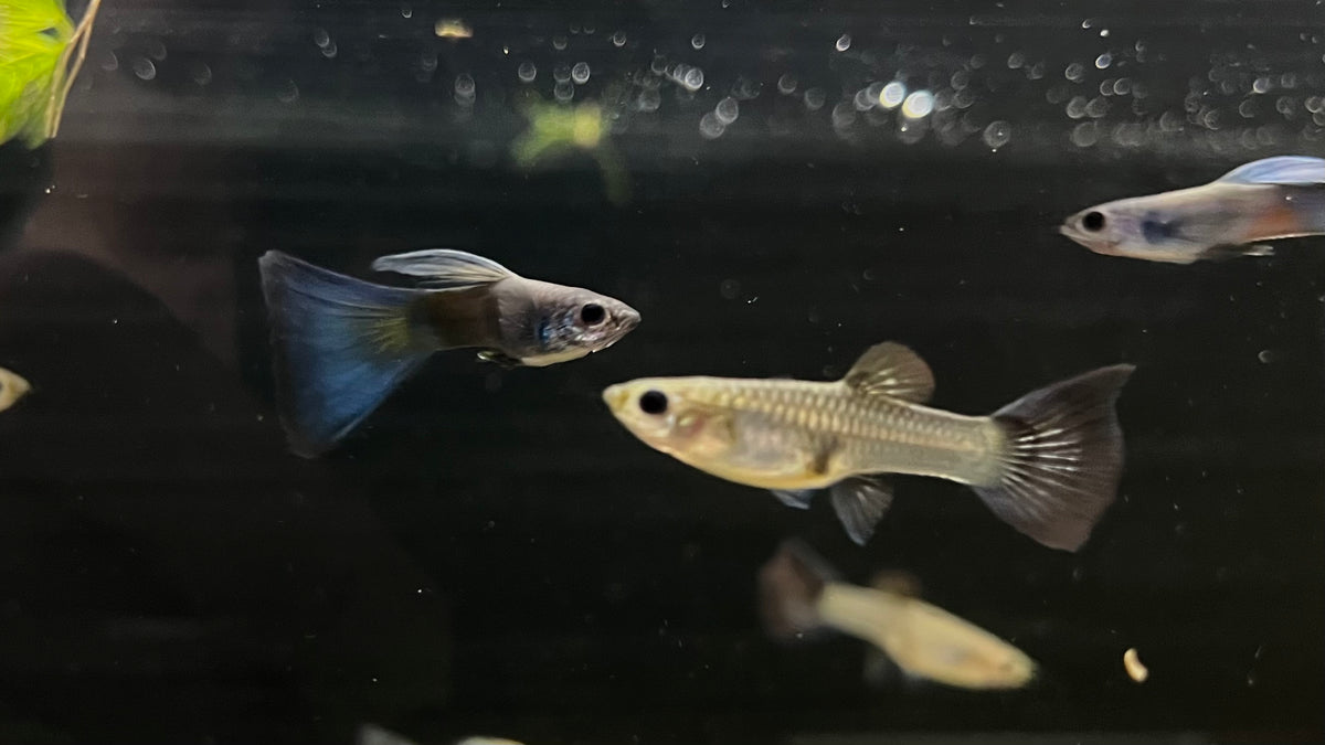 Moscow Blue Guppy (Poecilia reticulata) - Pair – The Waterfront SLC