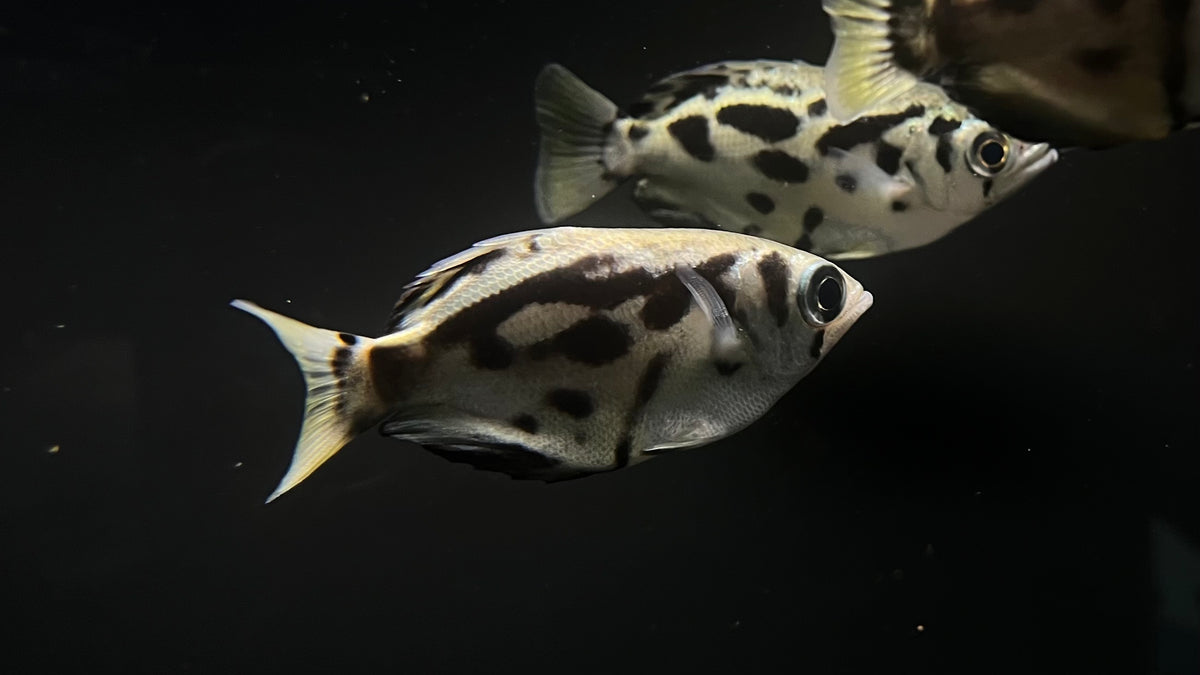 Burmese Clouded Archer (Toxotes blythii) - Large – The Waterfront SLC