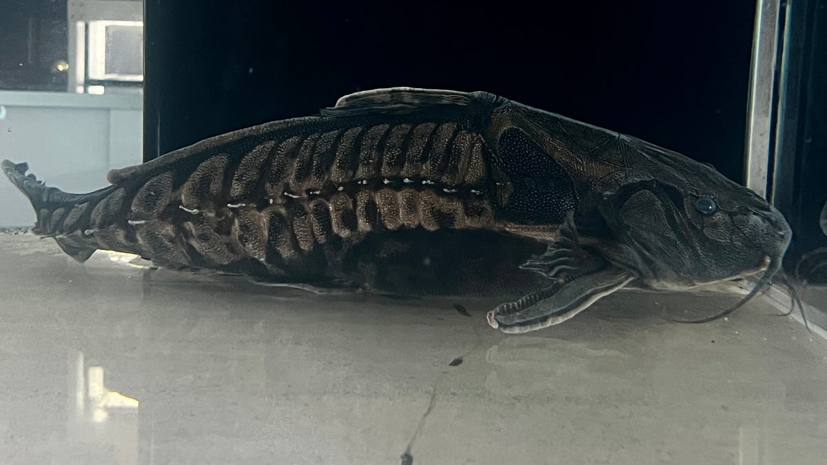 Irwini Catfish (Megalodoras uranoscopus) - Jumbo (WYSIWYG, Cargo ONLY ...