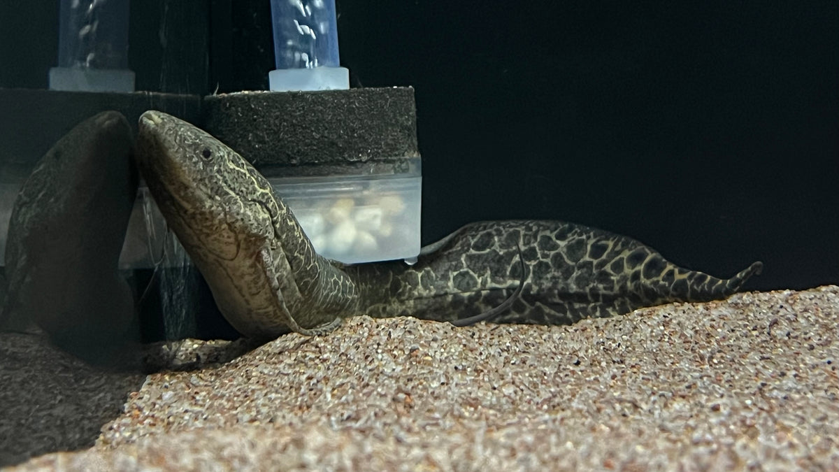 Marbled Lungfish (Protopterus aethiopicus) – The Waterfront SLC