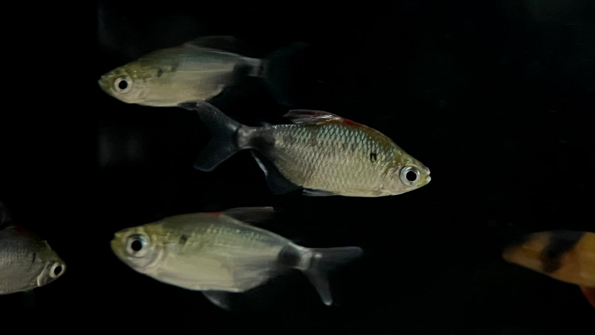 African Red Cap Moon Tetra (Bathyaethiops breuseghemi) – The Waterfront SLC