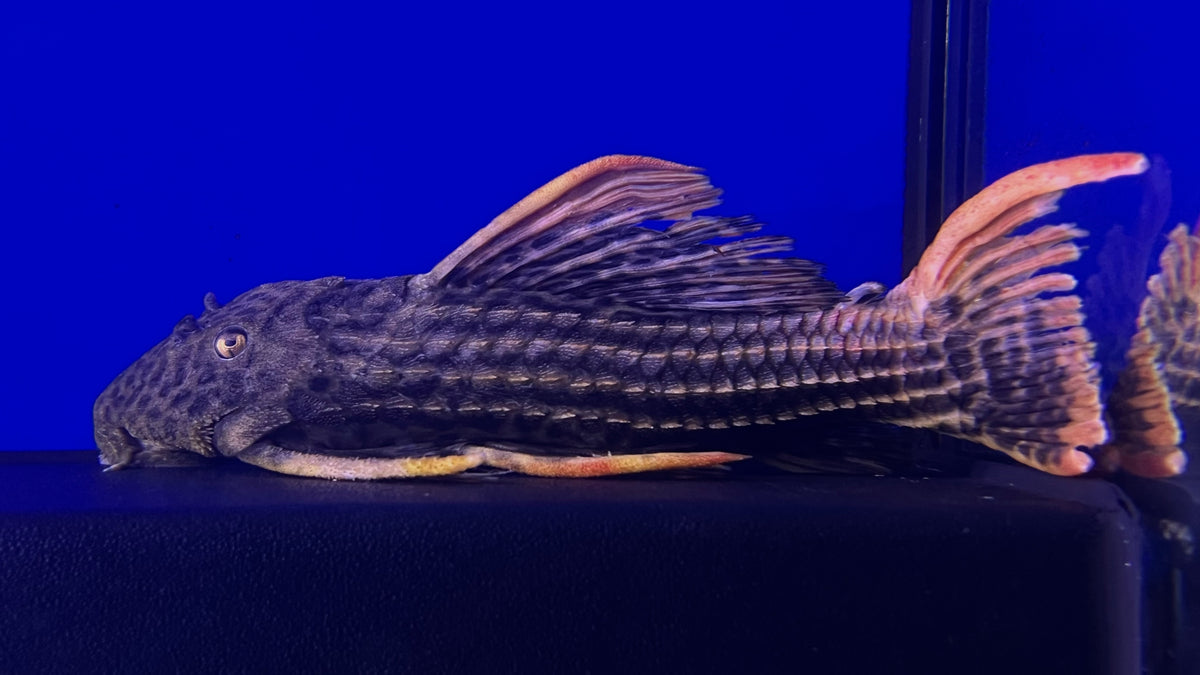 L-25 Scarlet Cactus Pleco 7-Pointer (Pseudacanthicus pirarara) - WYSIW ...